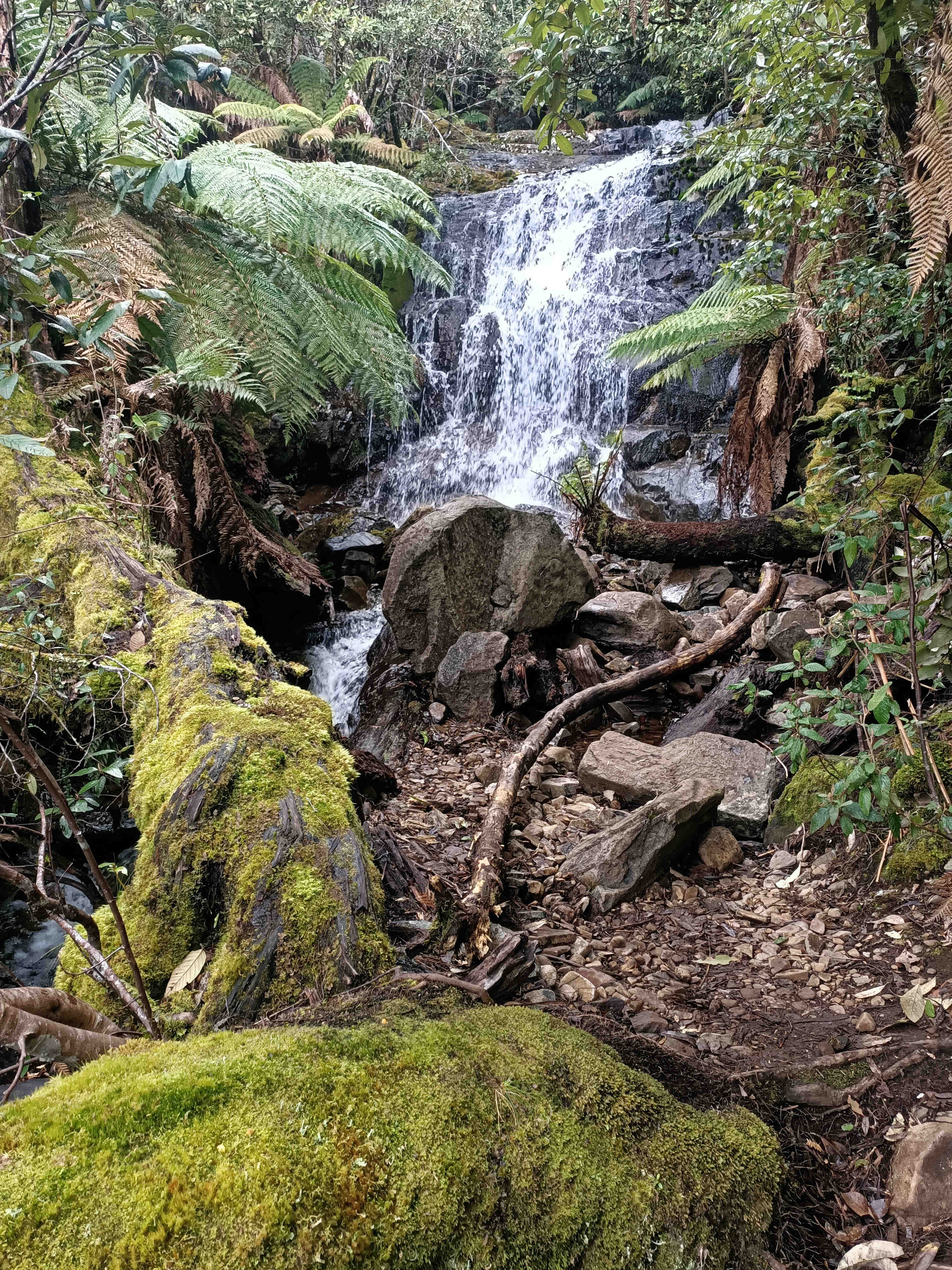 Myrtle Forest Falls | Tasmanian Photos by Martin Chambers